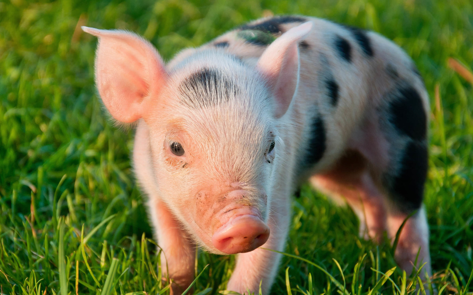 Donate | Animal Charity Evaluators