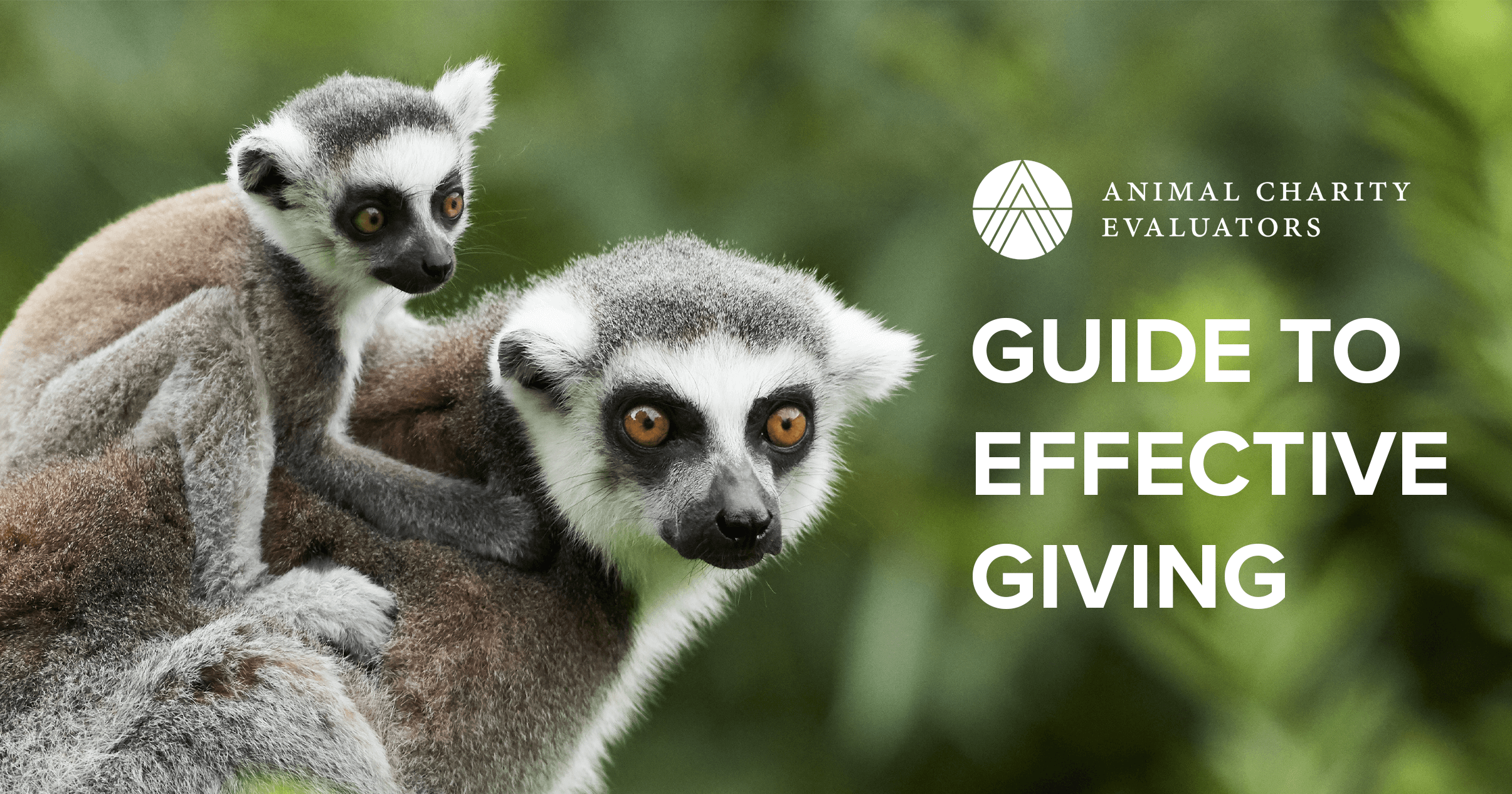 Guide To Giving | Animal Charity Evaluators