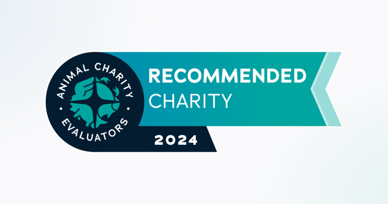 Announcing our 2024 Charity Recommendations - Animal Charity Evaluators